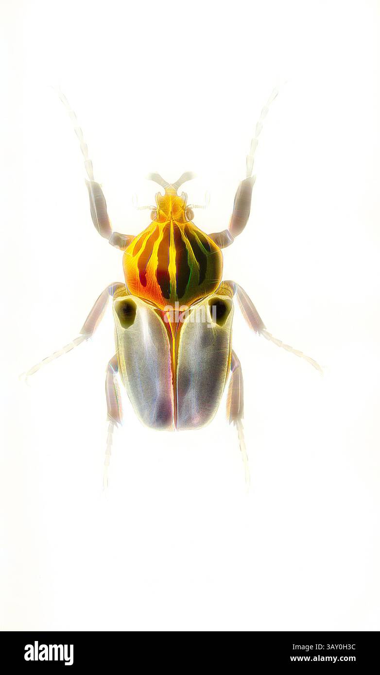 A brightly colored insect with a vivid pattern on its back is displayed ...