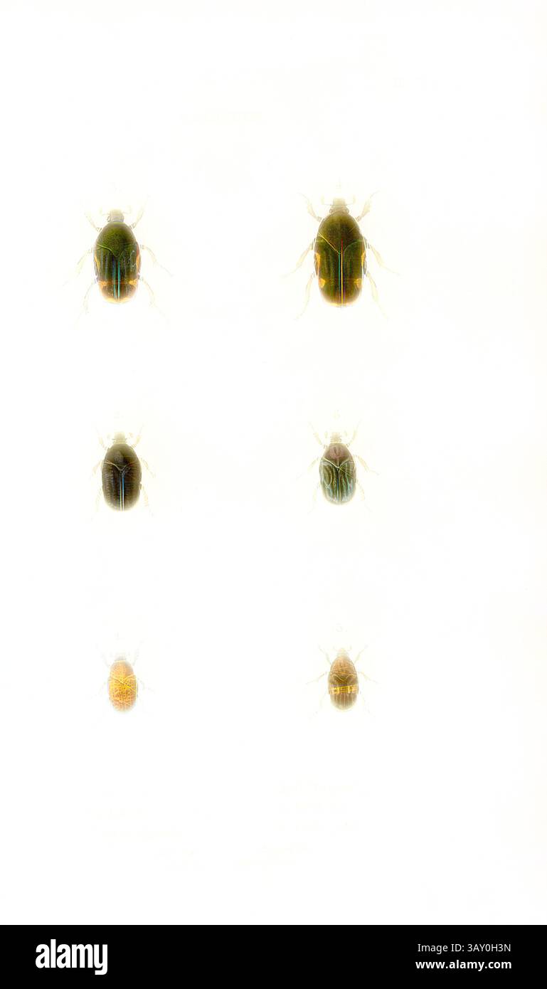 A collection of six distinct insects is arranged in a vertical line ...