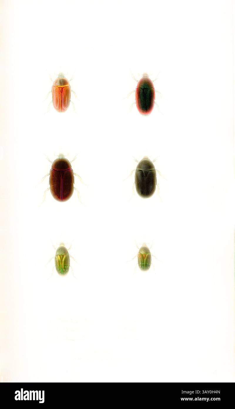 Collection of six intricately detailed insects hi-res stock photography ...