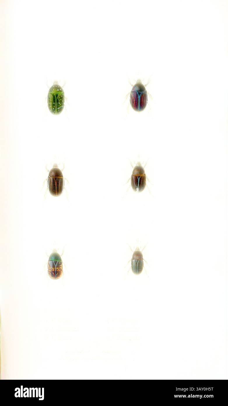 Series of six vibrant beetles hi-res stock photography and images - Alamy
