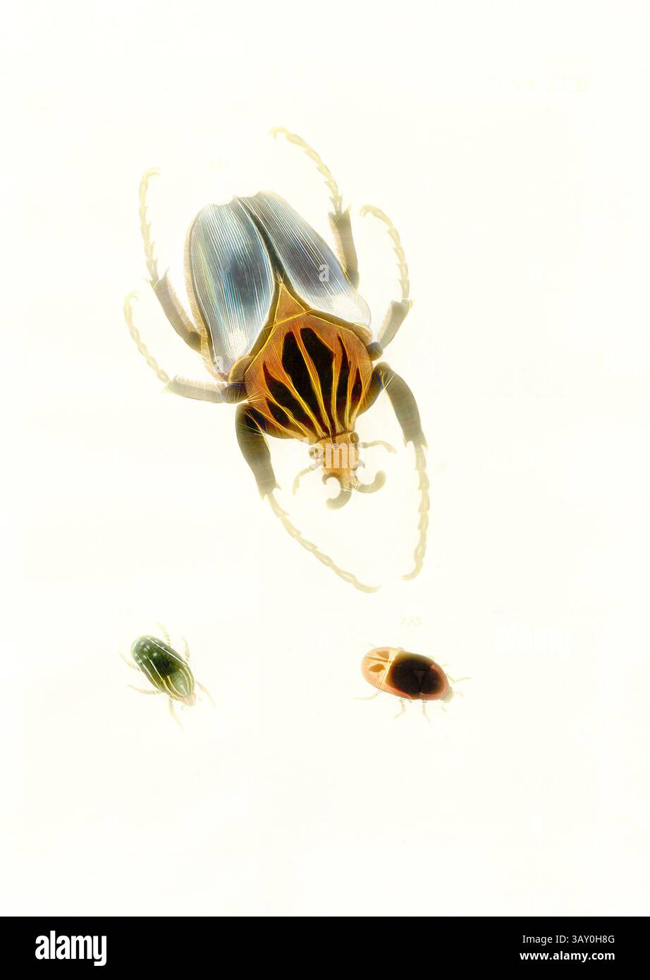 Illustration showcases three distinct beetles hi-res stock photography ...