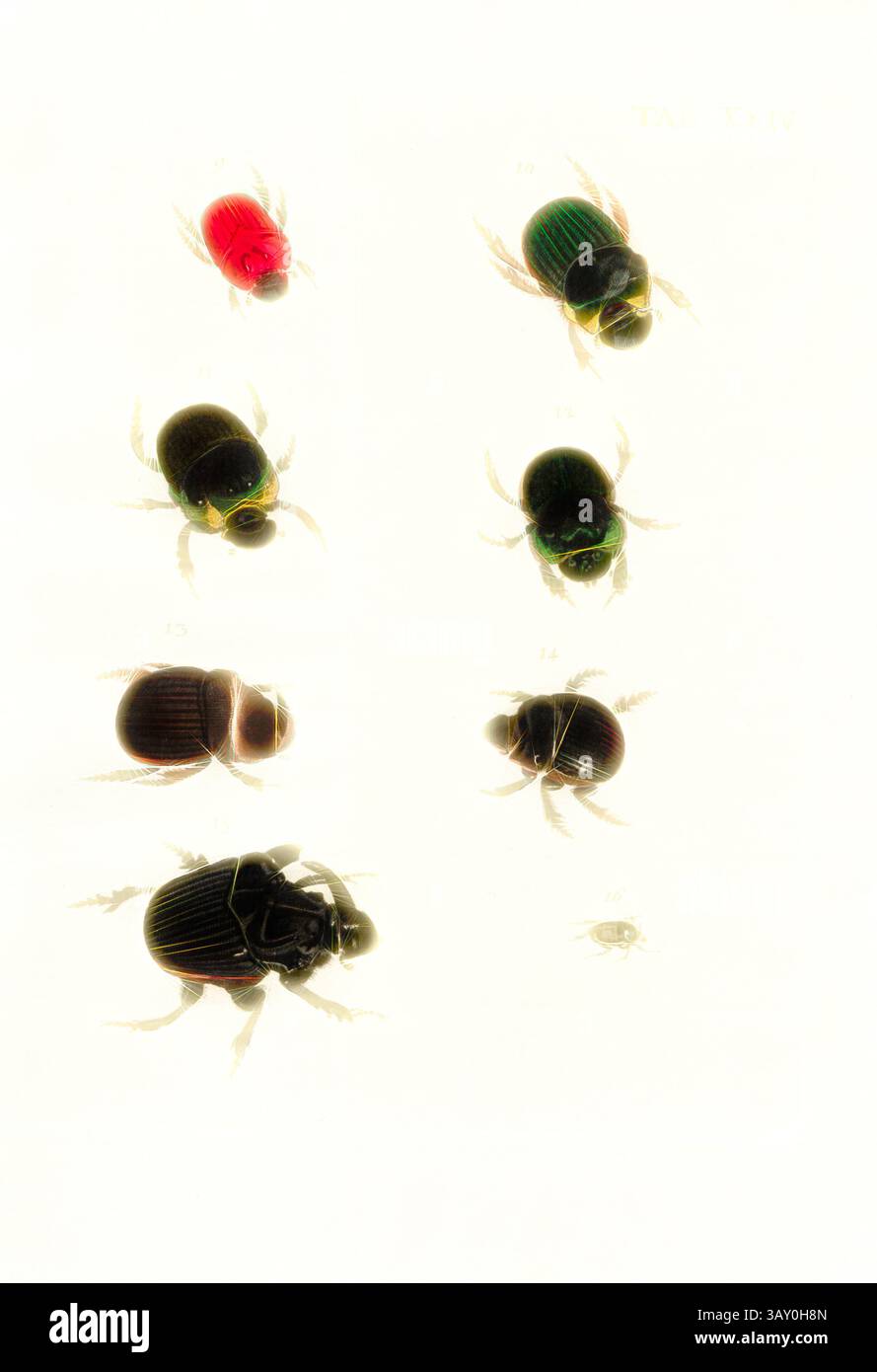 Curacaoensis Cut Out Stock Images & Pictures - Alamy