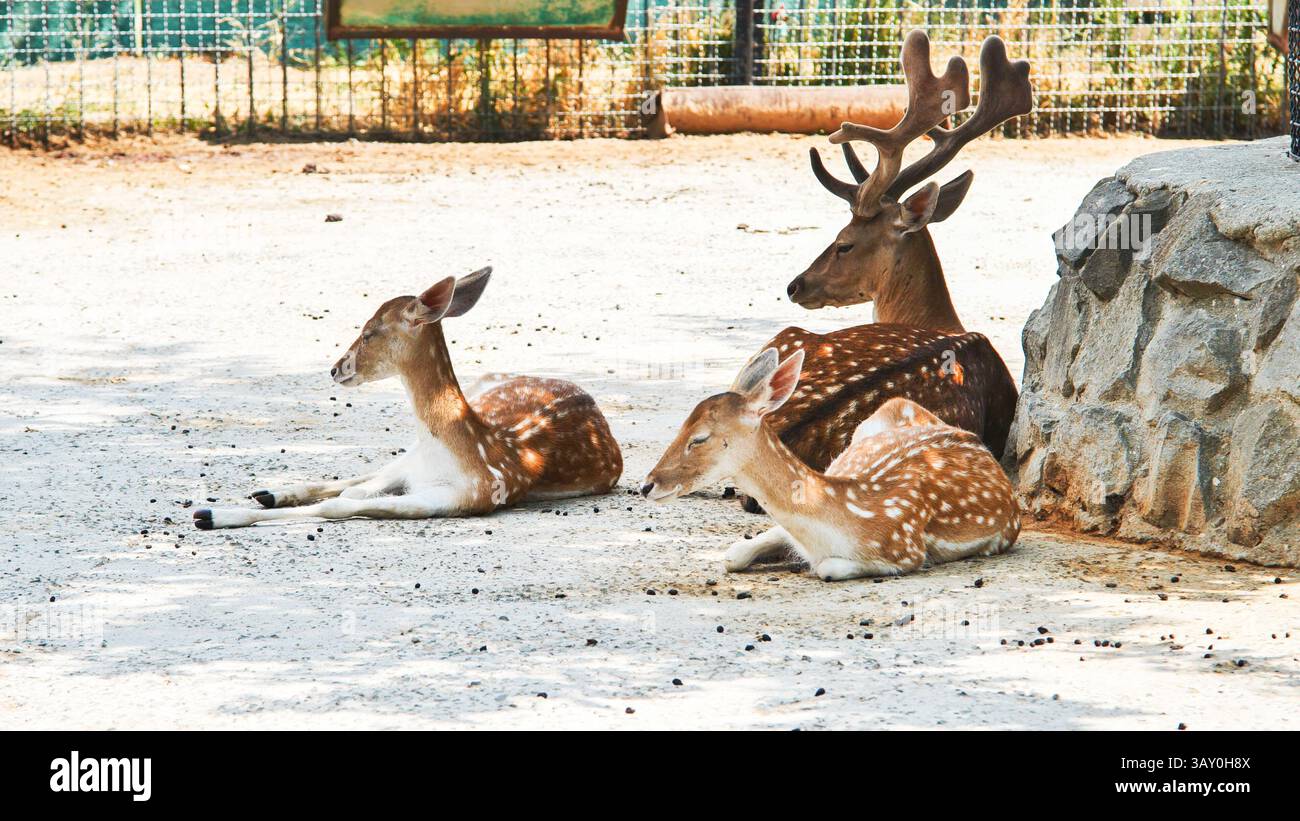 Family of fallow deer resting peacefully under tree shade, enjoying ...