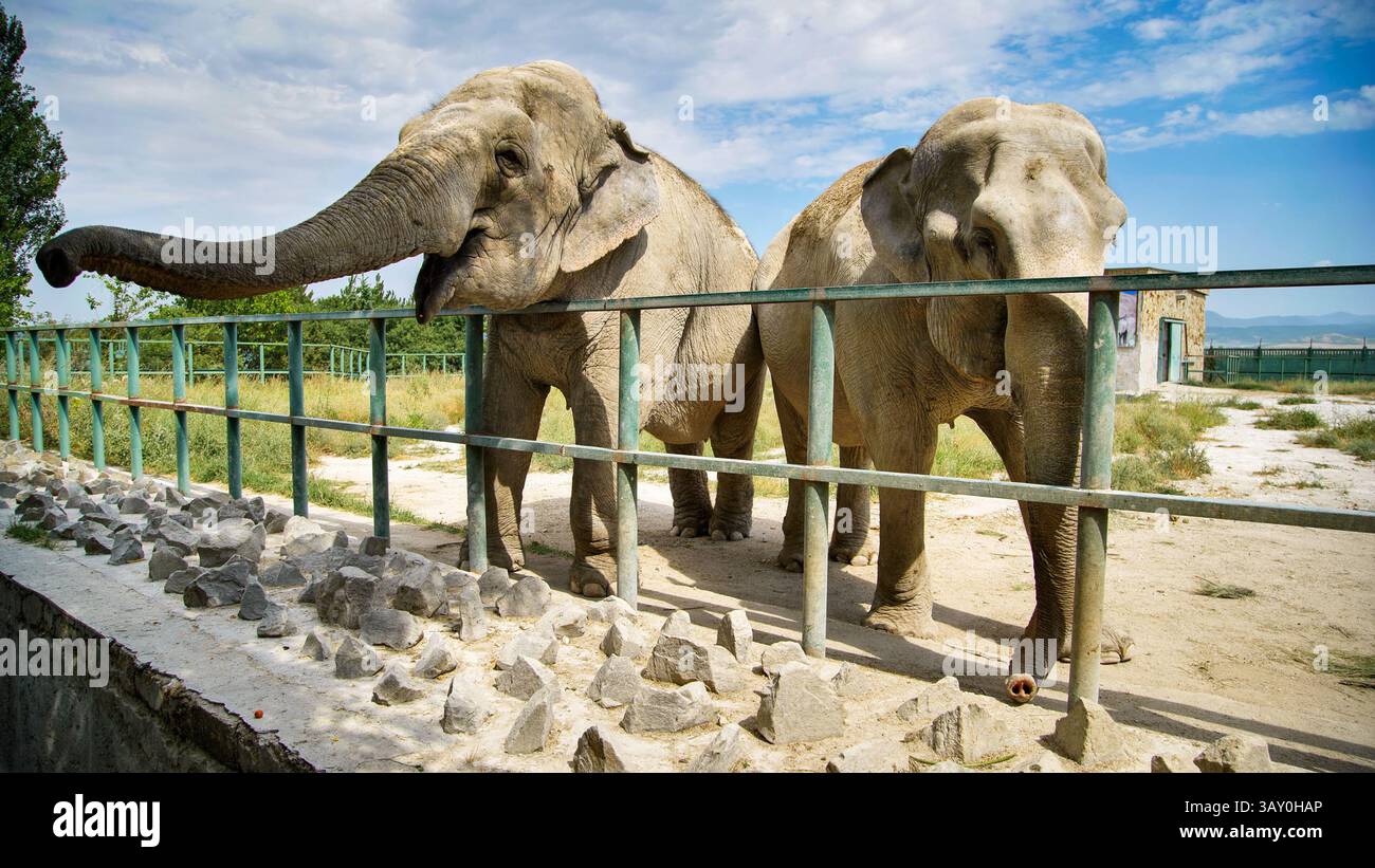 Two elephants interacting in enclosure hi-res stock photography and ...
