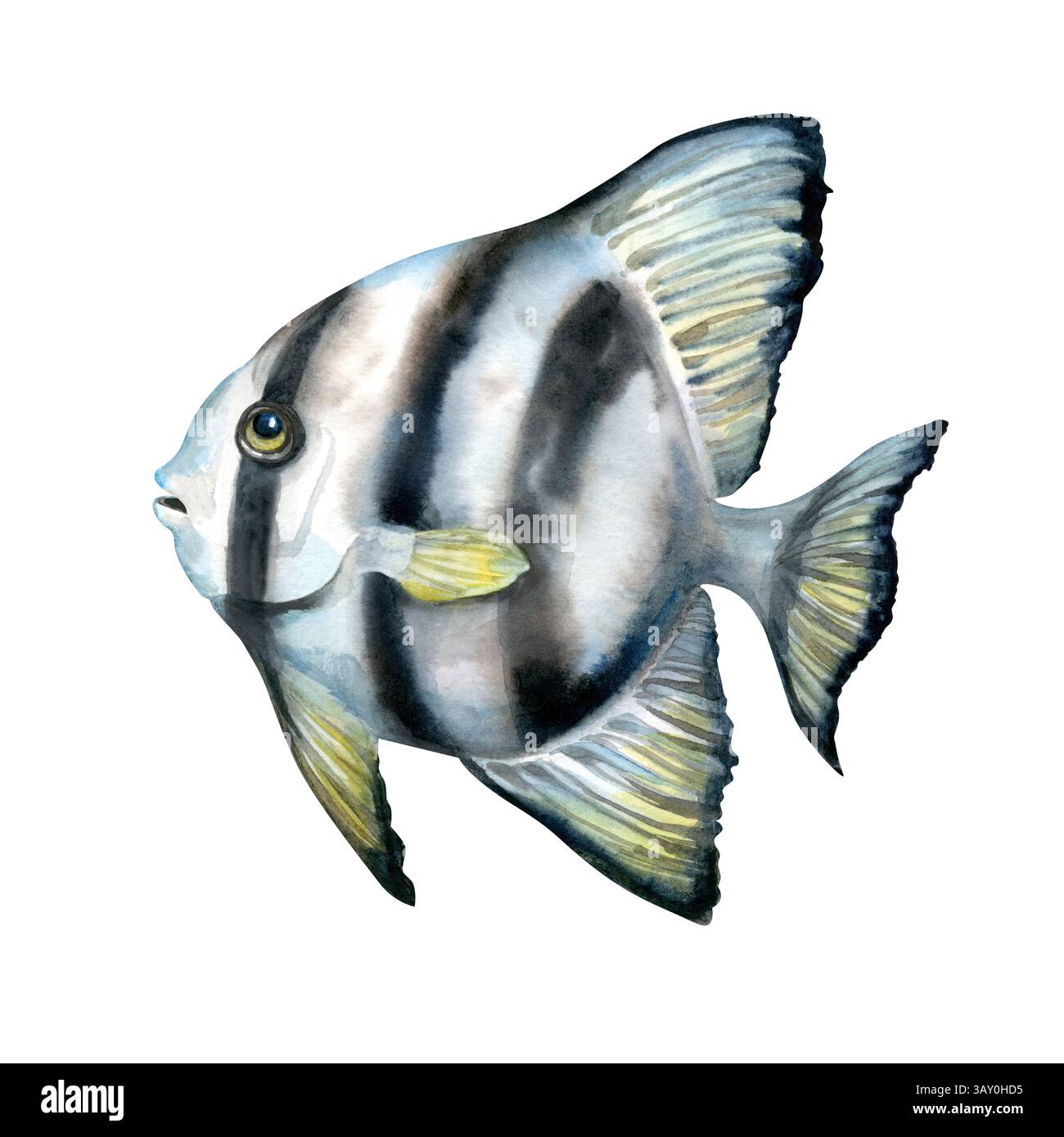 Tropical fish with black stripes and yellow fins. Watercolor realistic ...