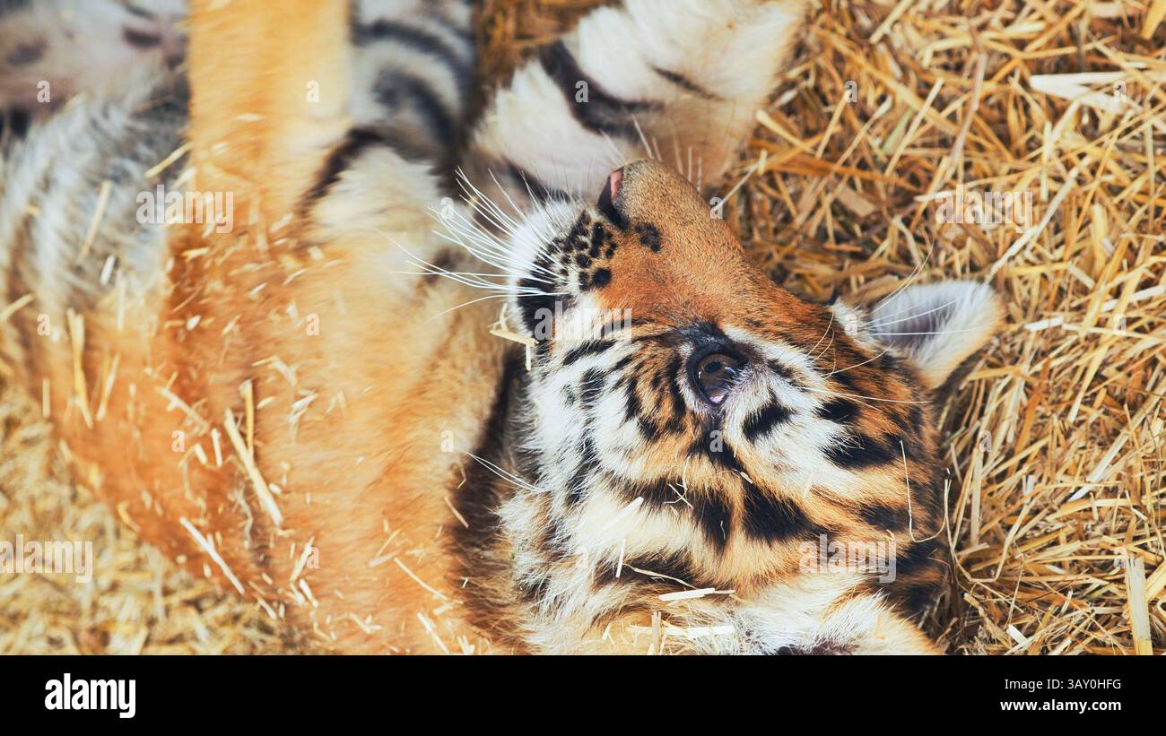 Playful tiger cub rolling on straw in zoo Stock Photo - Alamy
