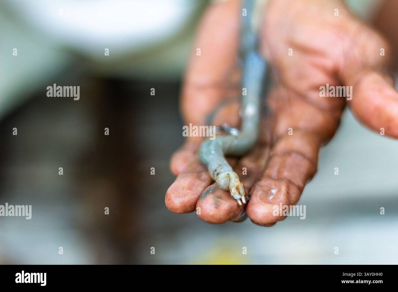 A man holds a wood worm, a shell-less mollusk, during a tour demo at ...