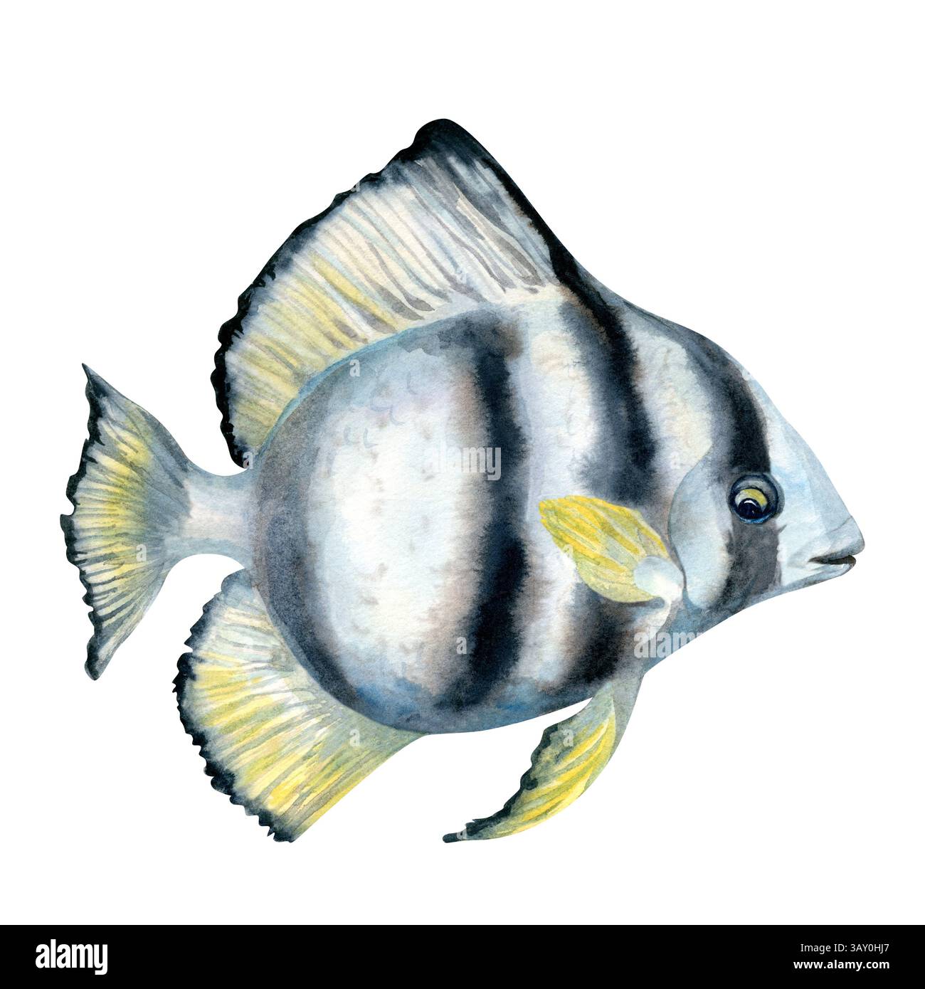 Tropical fish with black stripes and yellow fins. Watercolor realistic ...