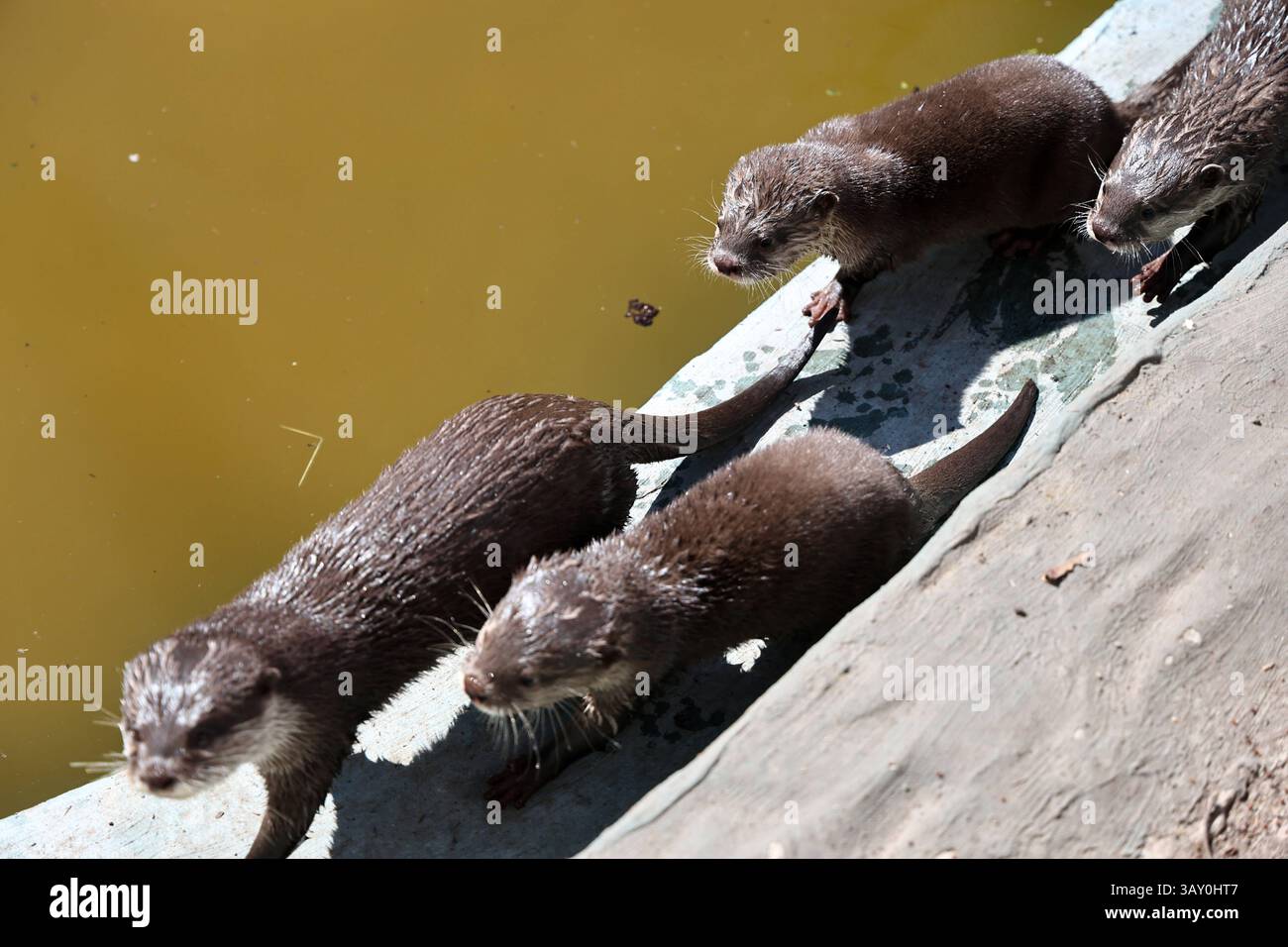 Otternachwuchs 20.04.2025, Gotha, junge Otter sind im Tierpark geboren ...