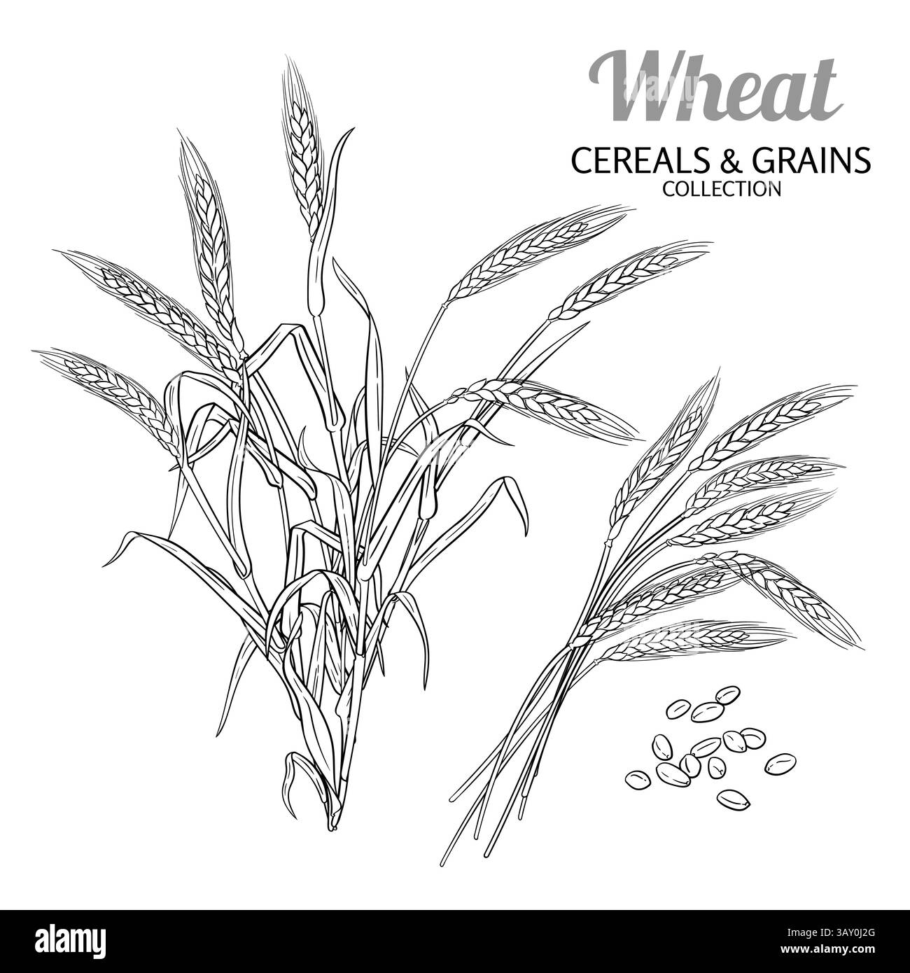 Wheat Plant with Seeds Outline Illustration Stock Vector Image & Art ...