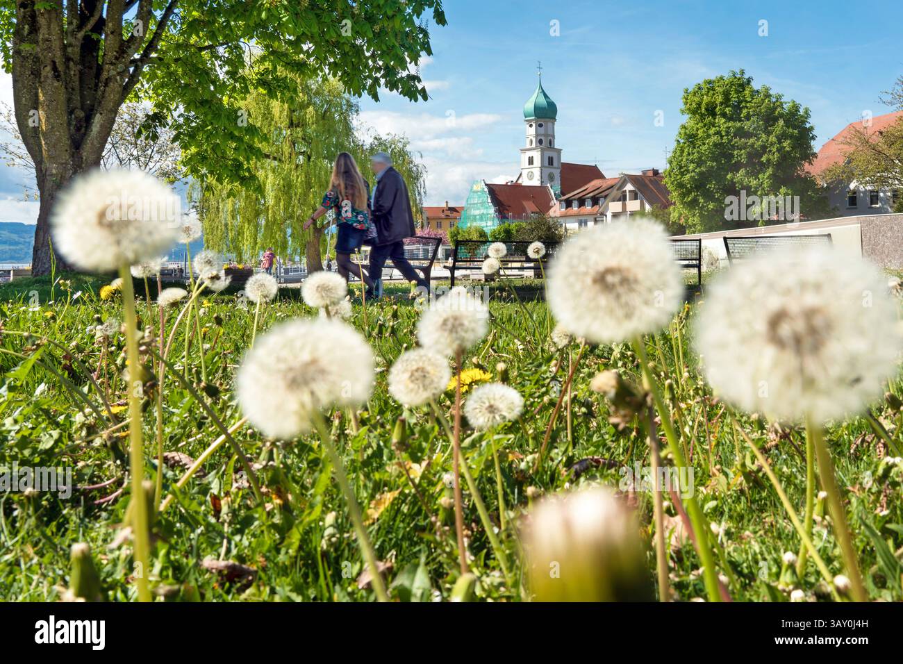 Frühling am Bodensee, Wiese mit Pusteblumen vor Kirche St. Georg ...