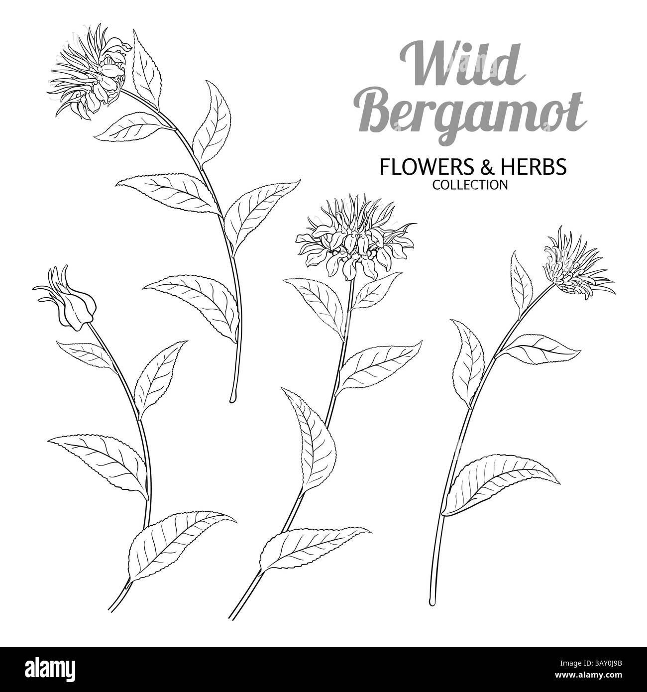 Wild Bergamot Plant Outline Illustration Stock Vector Image & Art - Alamy
