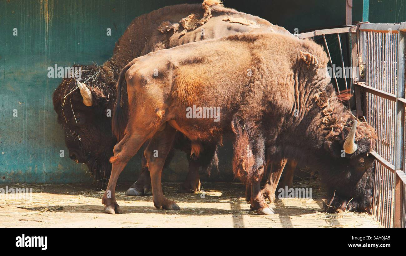 European bison behind bars hi-res stock photography and images - Alamy