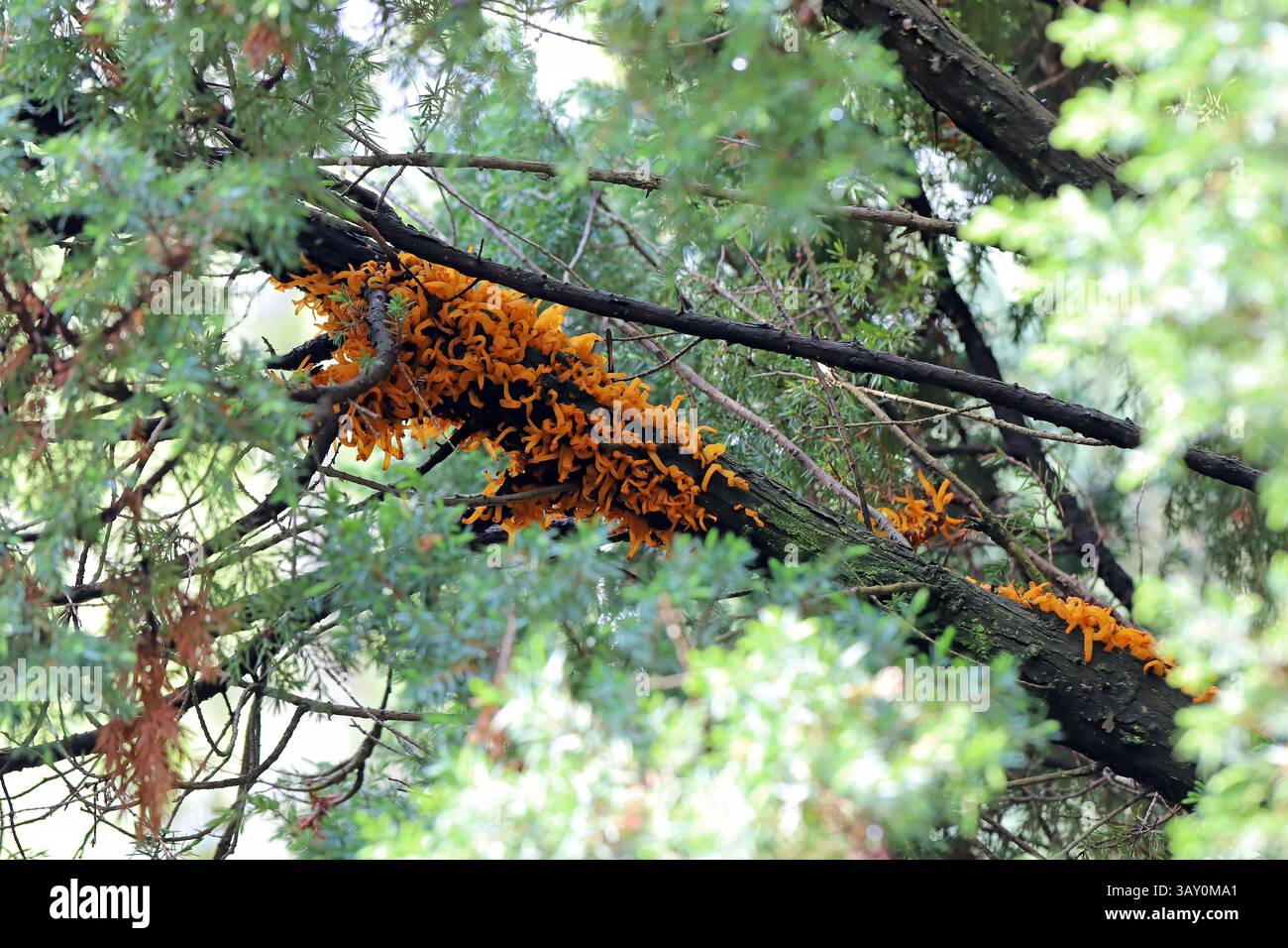 Juniper rust Fungus (Gymnosporangium clavariiforme) with orange ...