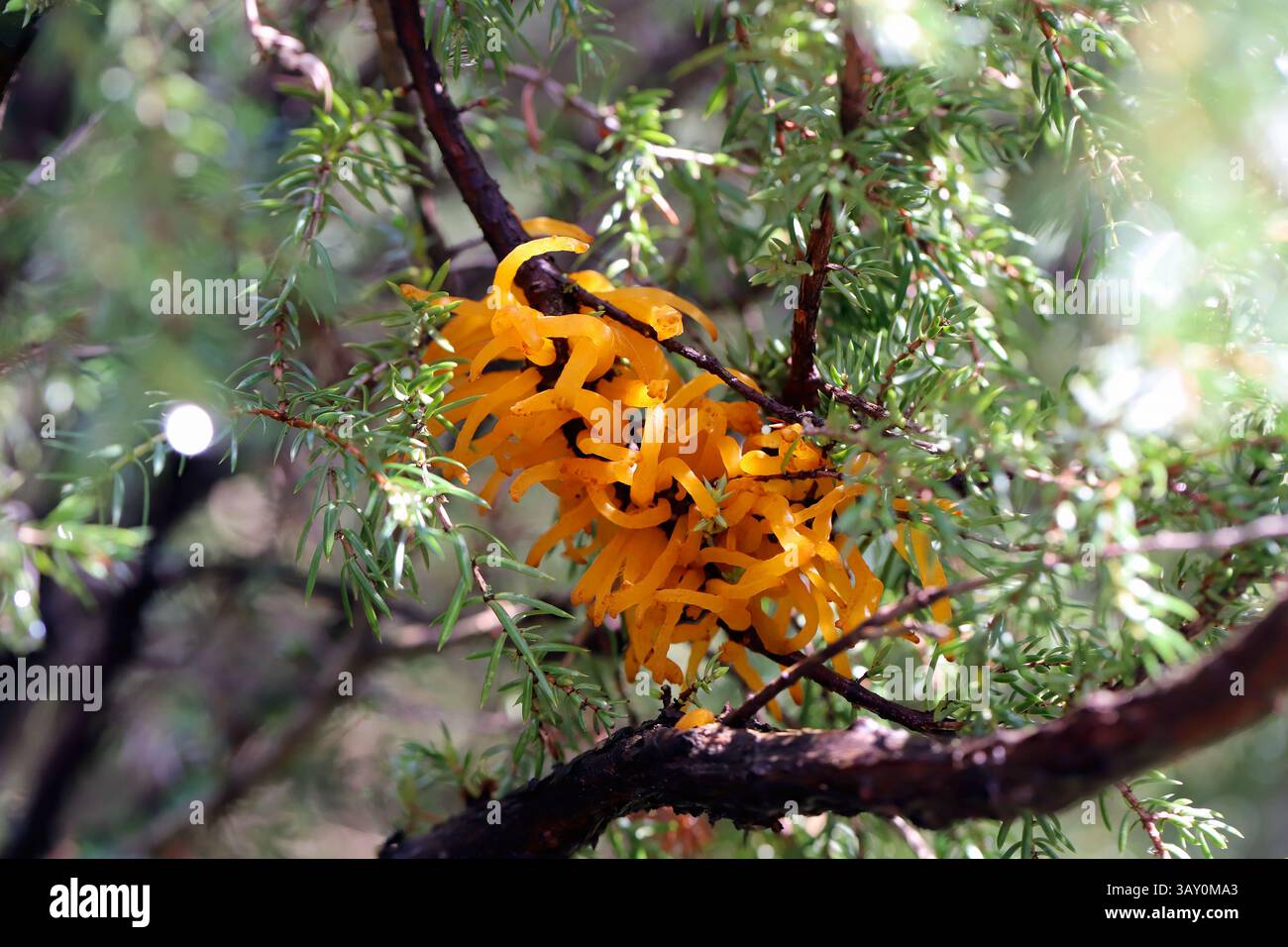 Juniper rust Fungus (Gymnosporangium clavariiforme) with orange ...