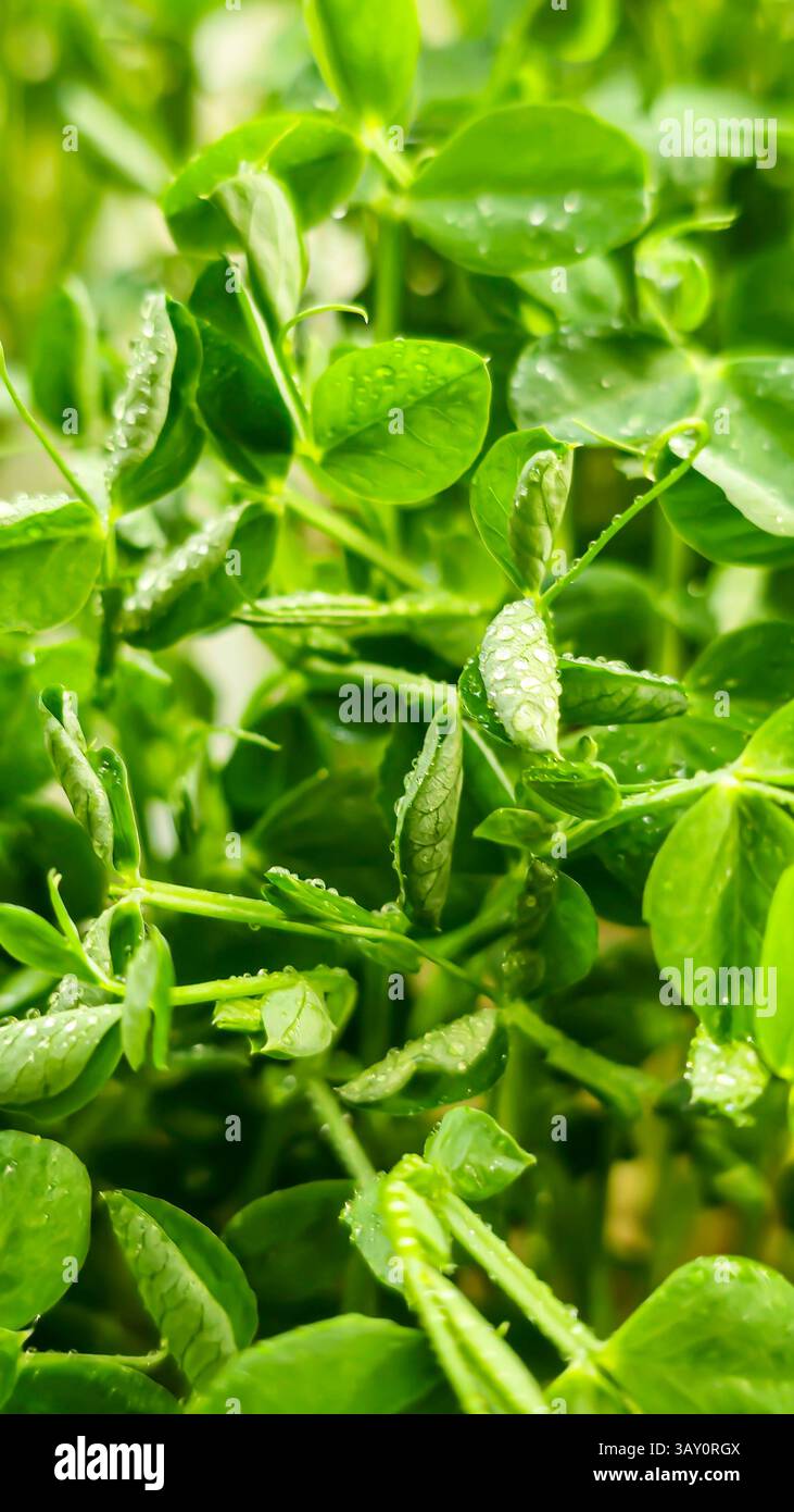 Microgreens. Growing Peas at Home. Three-Week Pea Sprouts. Step-by-Step ...