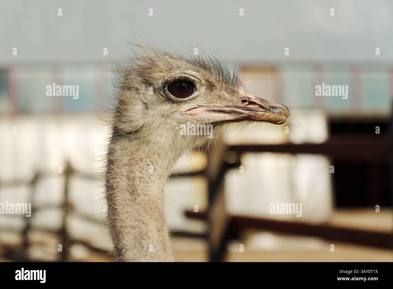 An ostrich stands prominently against a bright blue sky, its long neck ...