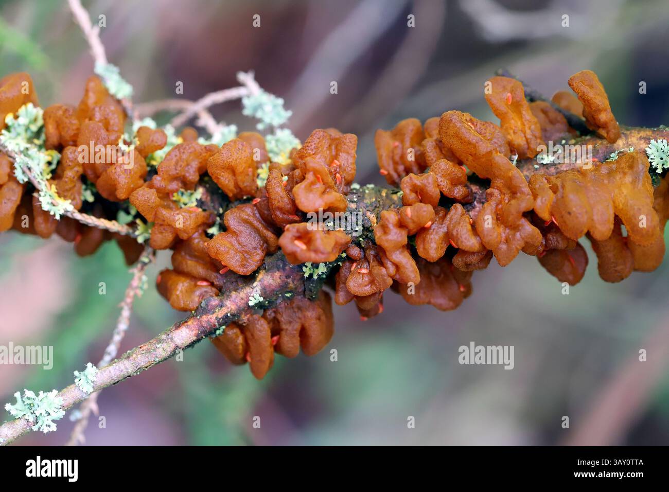 Quince rust (Gymnosporangium clavipes) is a plant pathogen, a fungus ...
