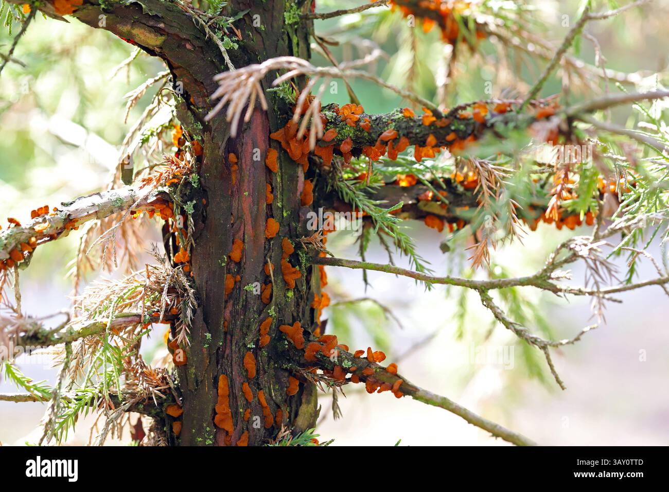Quince rust (Gymnosporangium clavipes) is a plant pathogen, a fungus ...