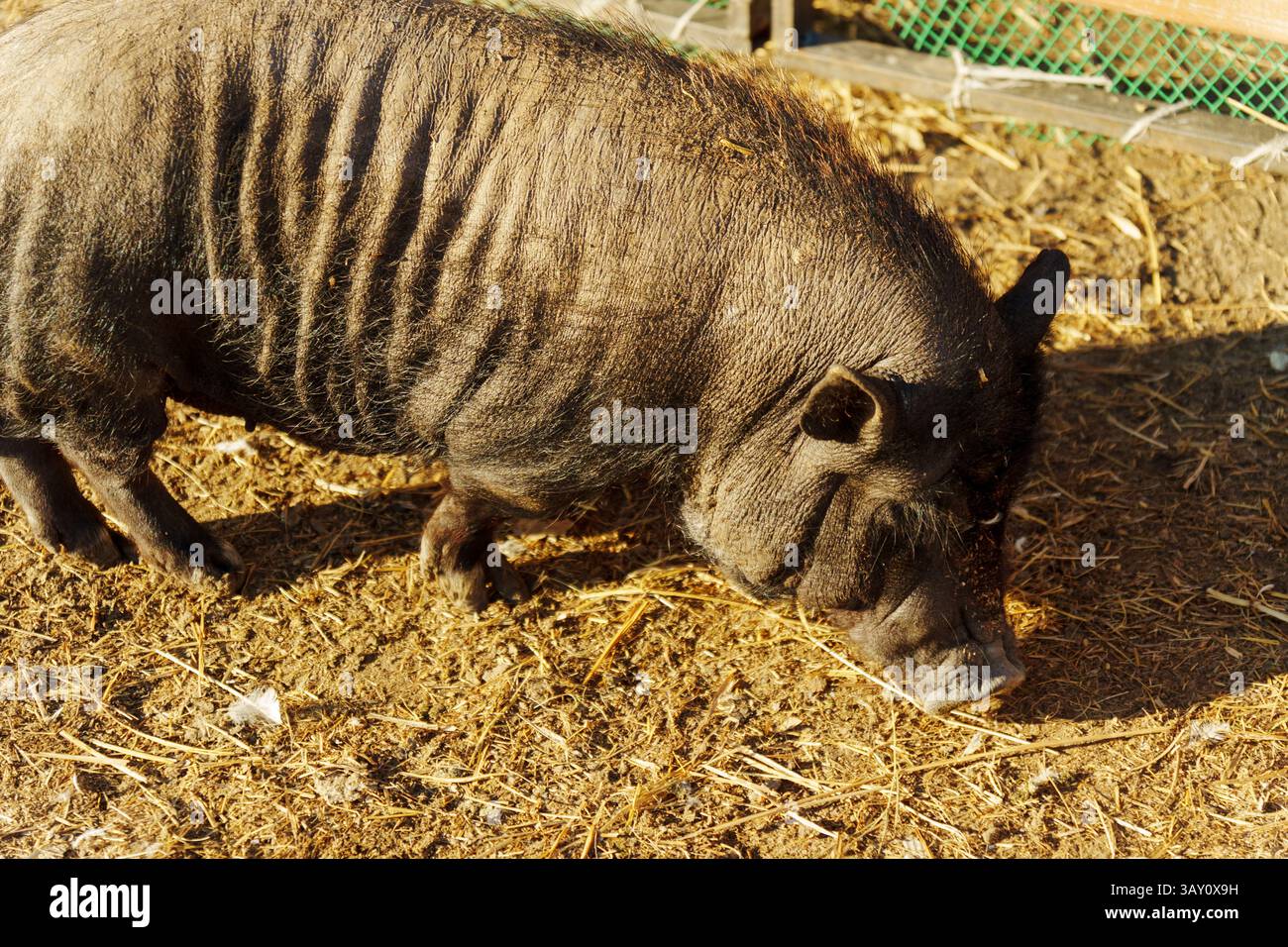 Curious pig explores a sunlit farmyard, digging through golden earth ...