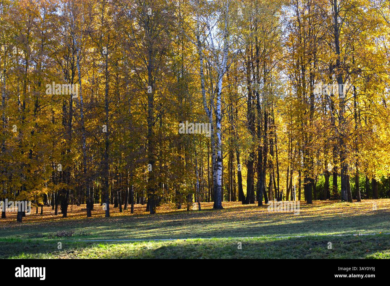 Sunny fall day in forest hi-res stock photography and images - Alamy