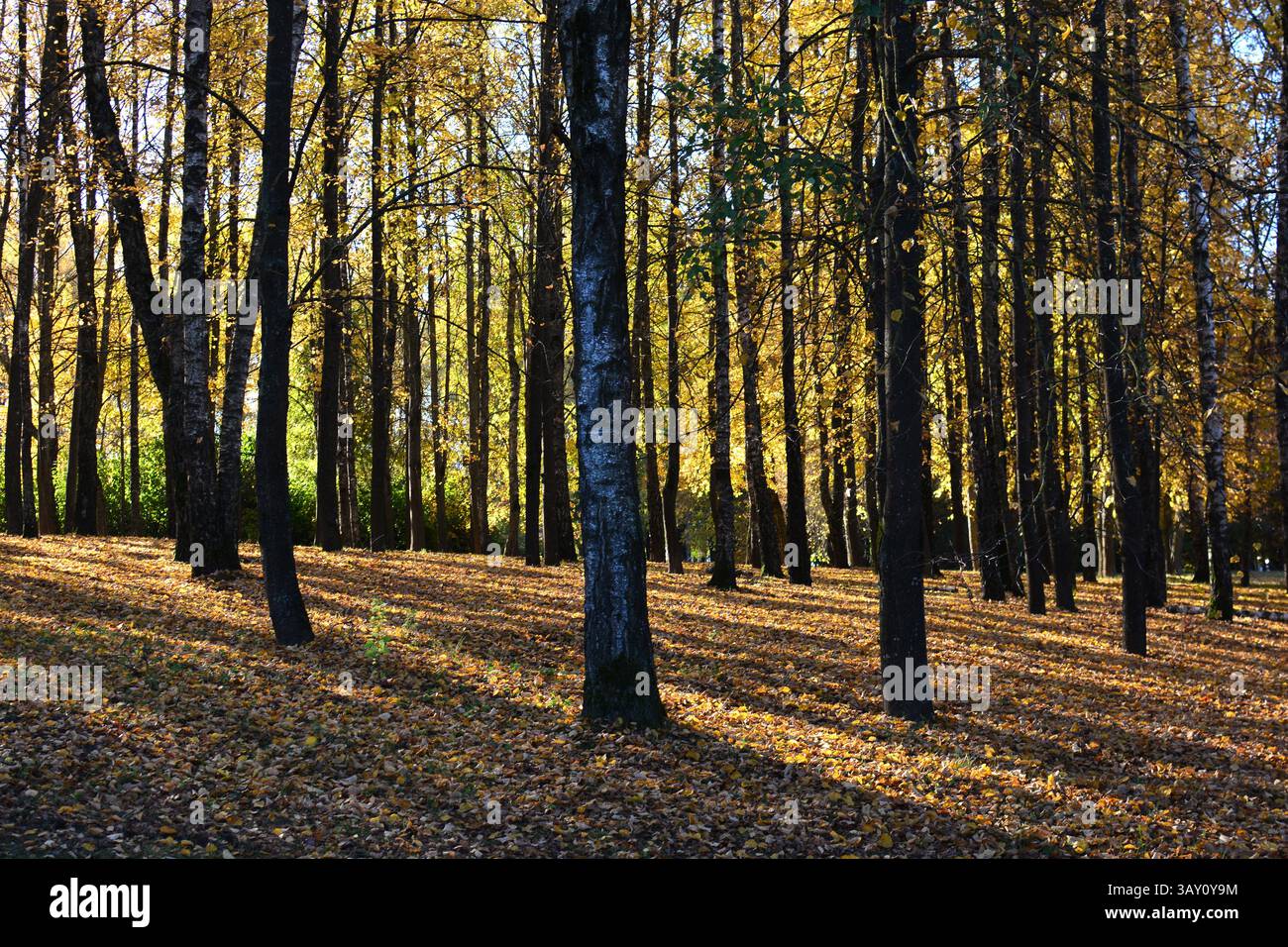 Sunny day in park forest hi-res stock photography and images - Alamy