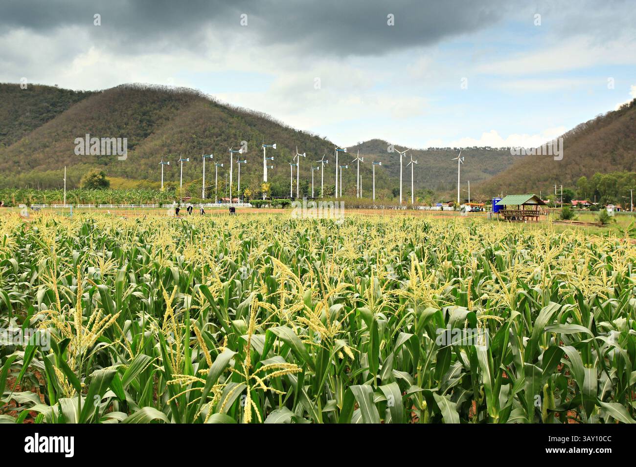 Public education places, Chang Hua Man is a Royal Agricultural Project ...