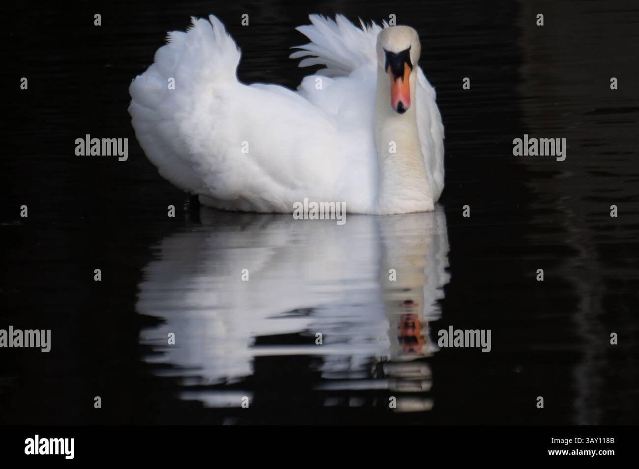 Windsor, Berkshire, UK. 22nd April, 2025. A reflection of a male mute ...