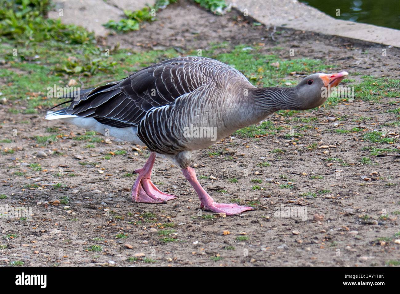Windsor, Berkshire, UK. 22nd April, 2025. A greylag goose sees off ...
