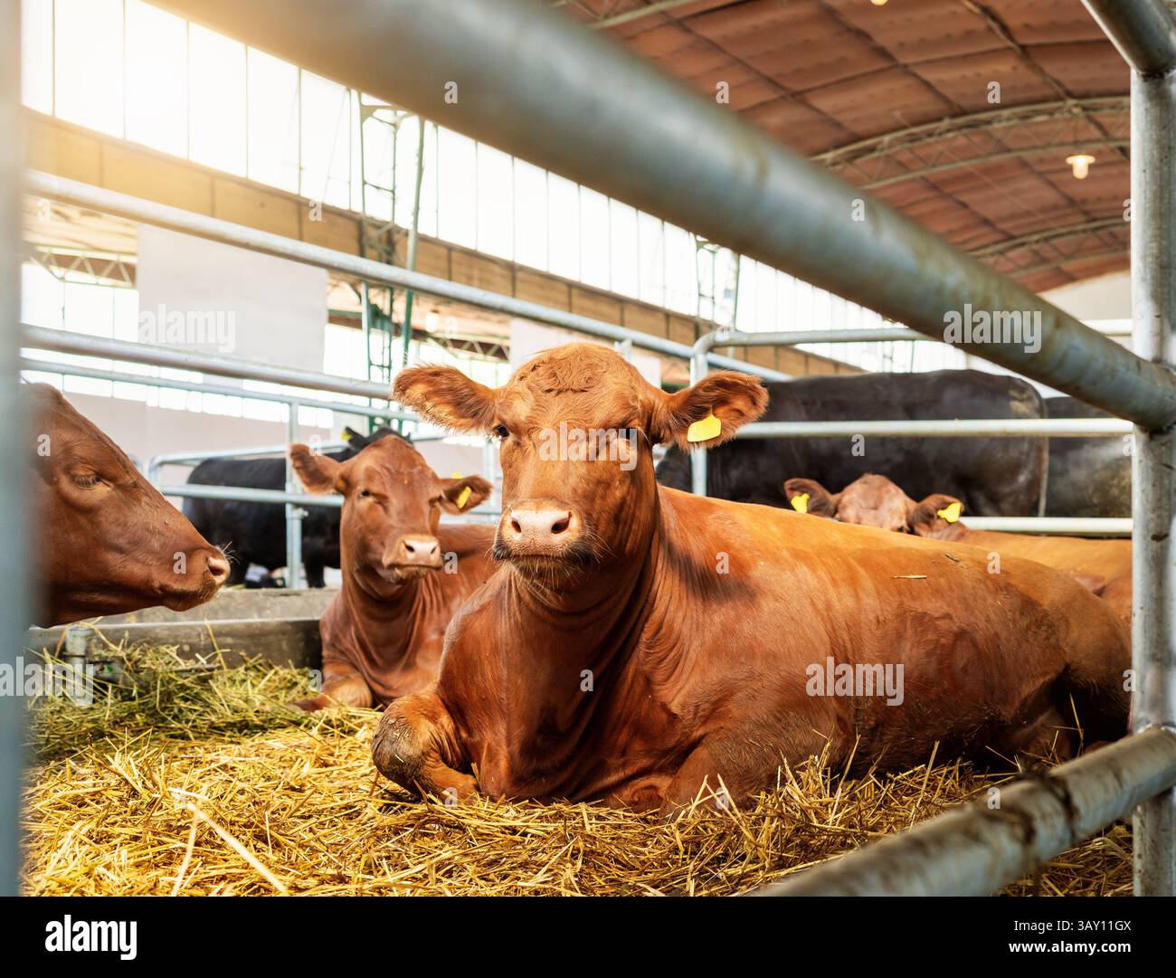 Reddish cows resting inside barn at modern livestock farm Stock Photo ...
