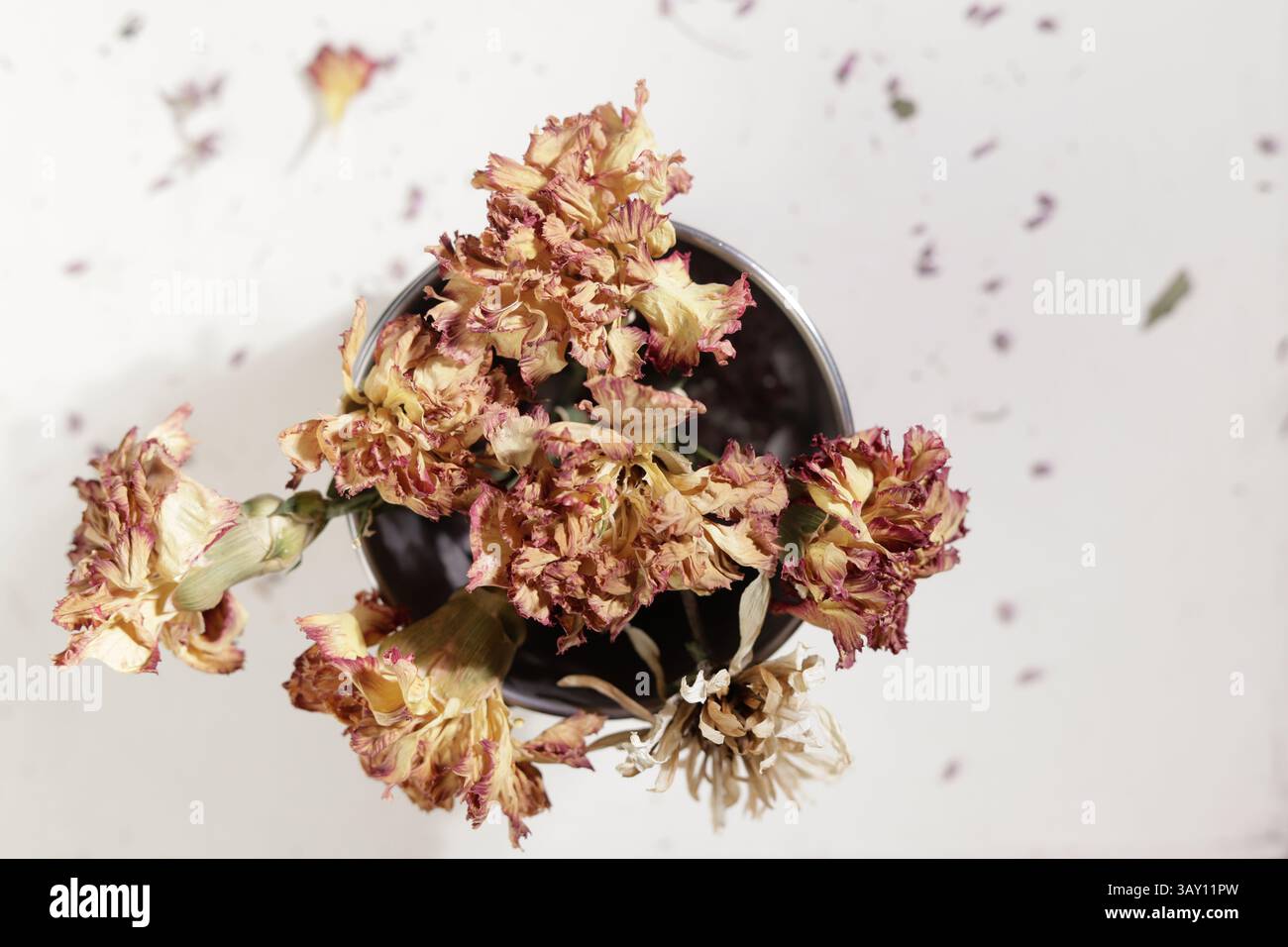 A top-down view of dried carnations in a vase on a white background The petals are wilted and ...