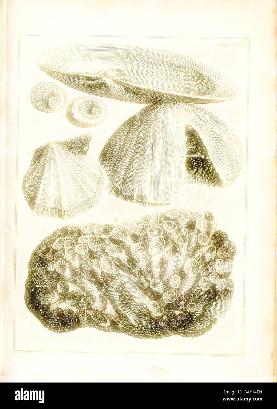 An intricate illustration showcasing various marine shell forms ...