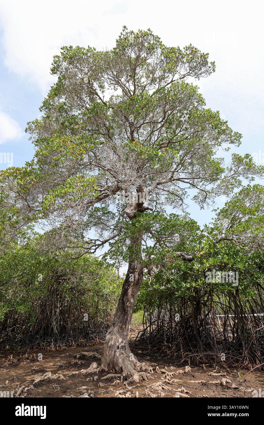(250422) -- SANYA, April 22, 2025 (Xinhua) -- A century-old Lumnitzera ...