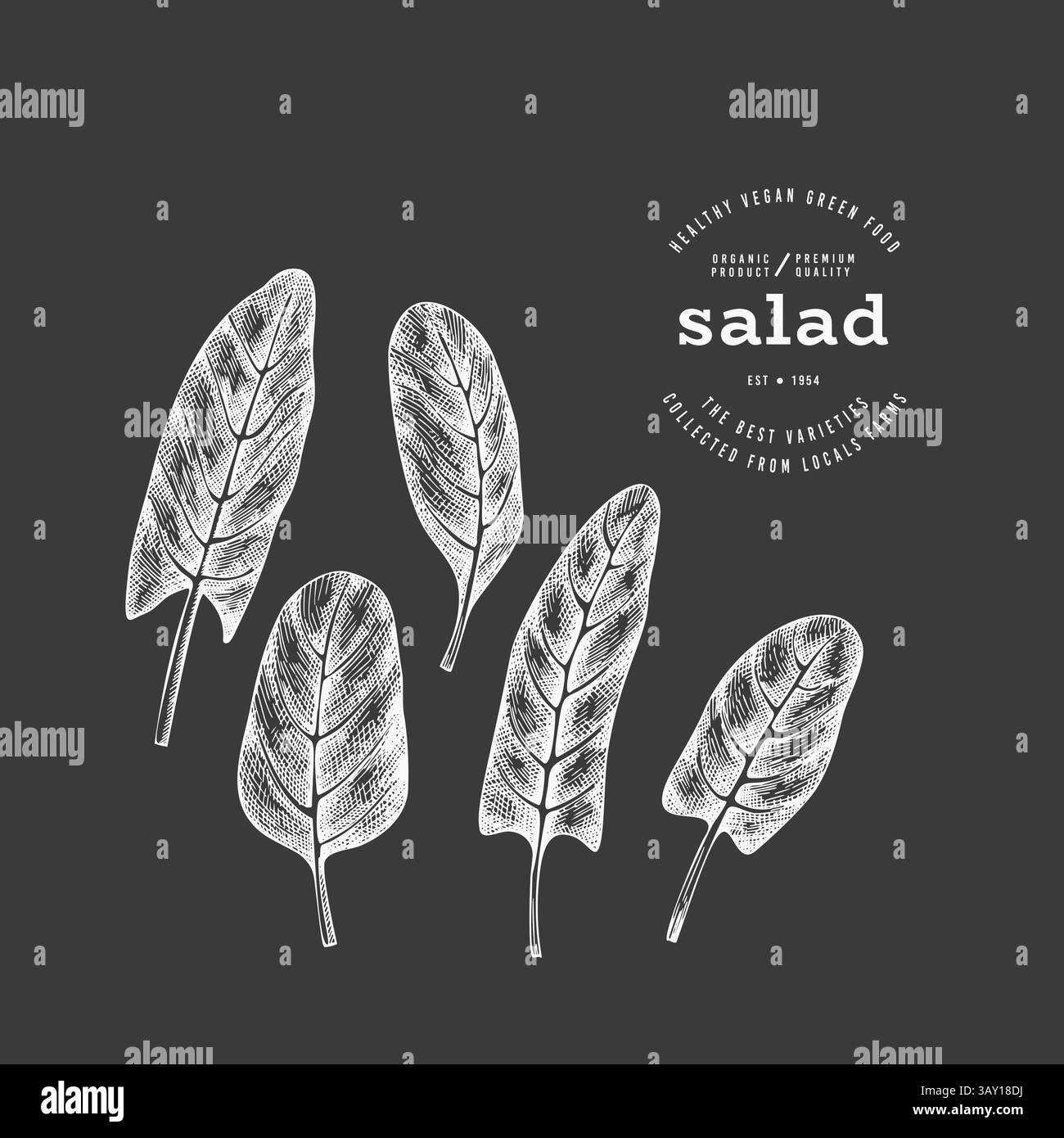 Vintage Style Chalk Board Sorrel Illustration. Green Vegetable ...