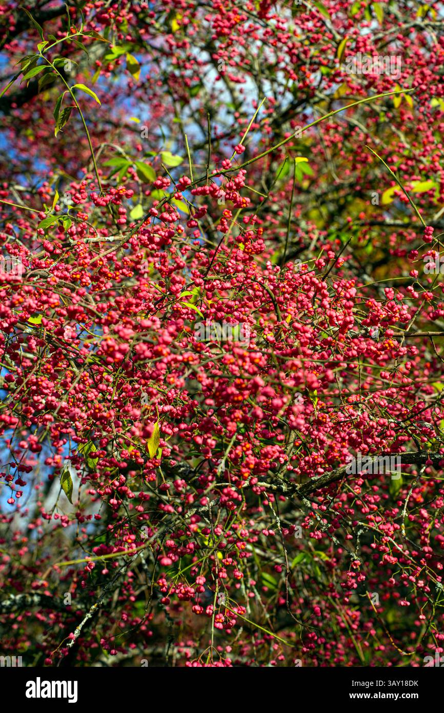 Hamiltons spindletree hamiltons spindle tree hi-res stock photography ...