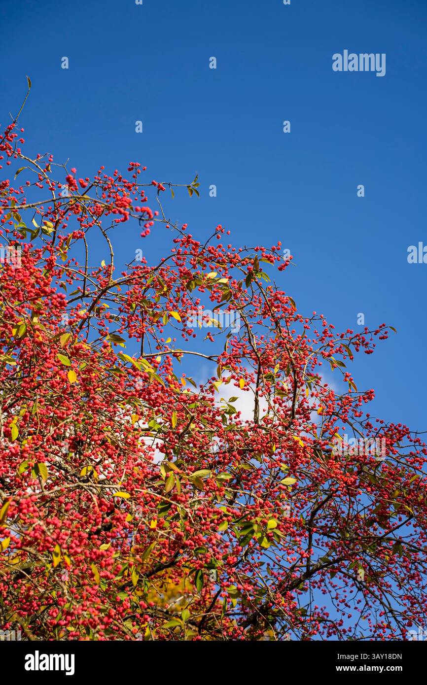 Eonymus hamiltonianus, Himalayan spindle or Himalayan spindletree ...
