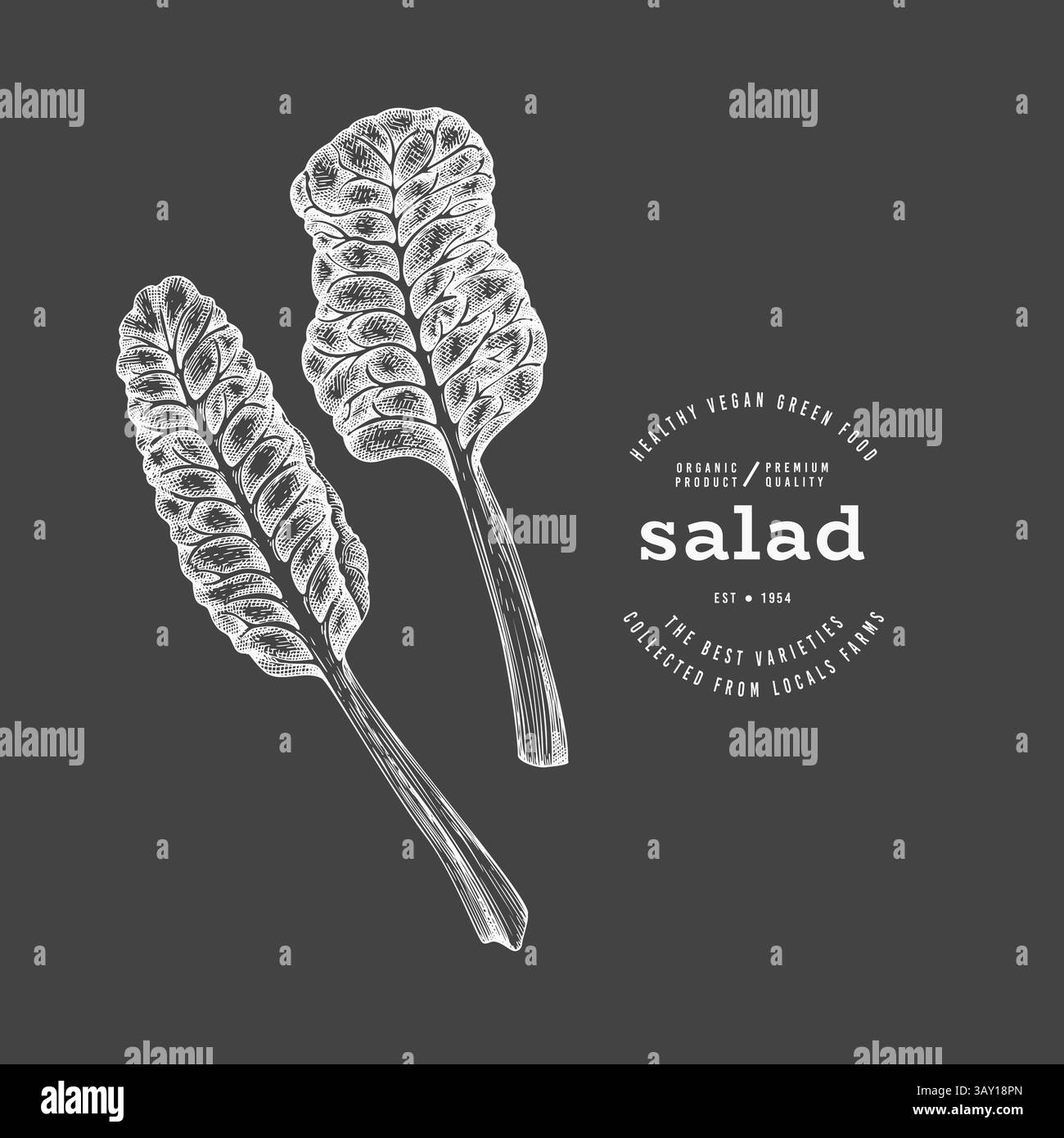 Vintage Style Chalk Board Swiss Chard Illustration. Green Vegetable ...