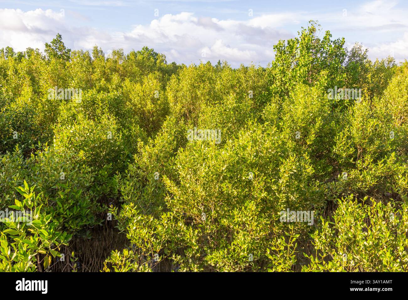 Mangrove trees thrive in the lush coastal forest of Bakhawan Ecopark in ...