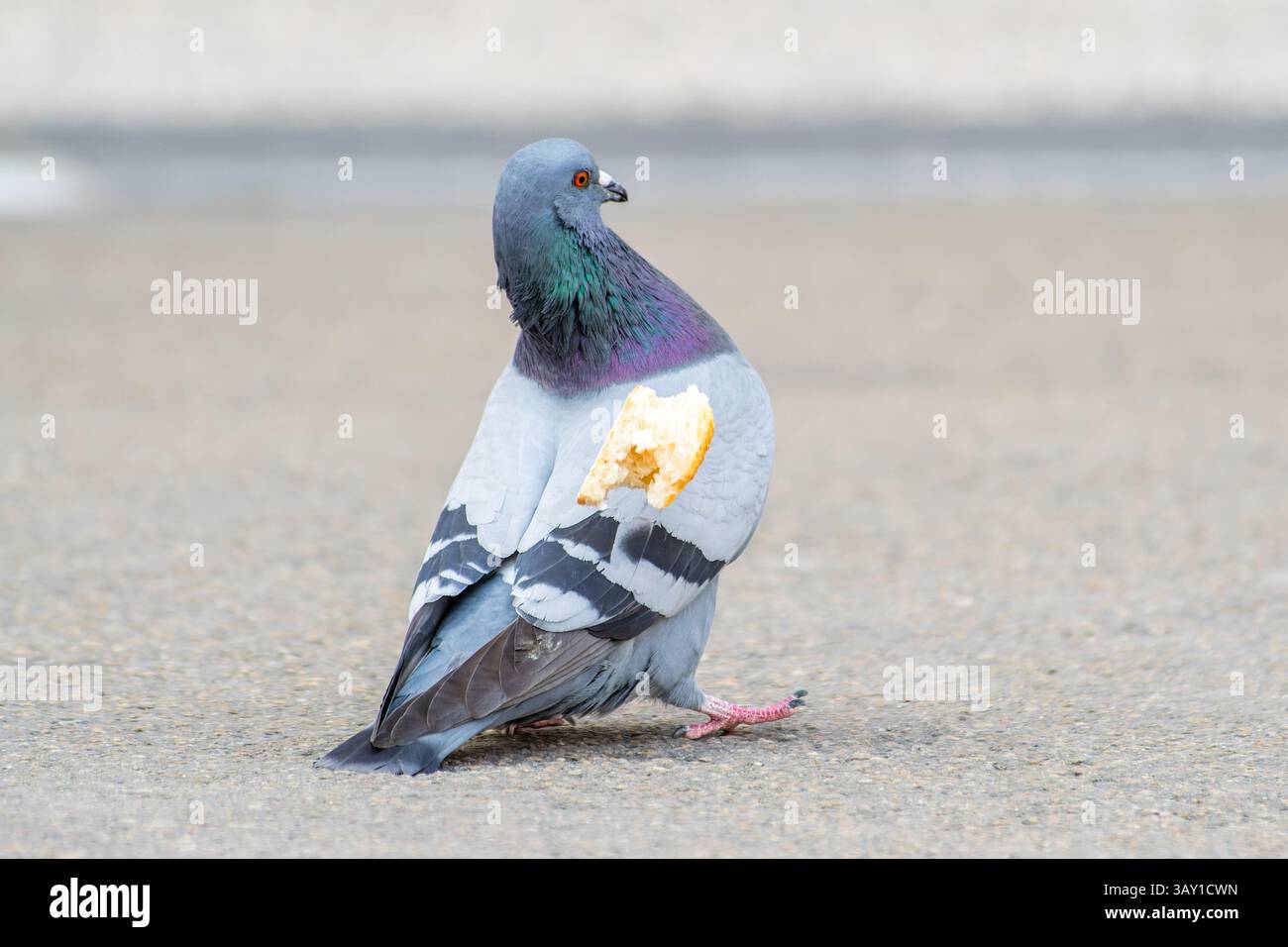 A rock pigeon (Columba livia) standing on the city square in Arles ...