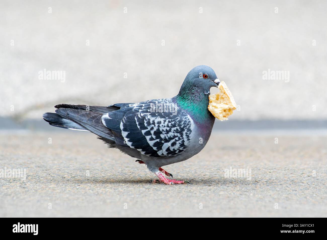 A rock pigeon (Columba livia) standing on the city square in Arles ...