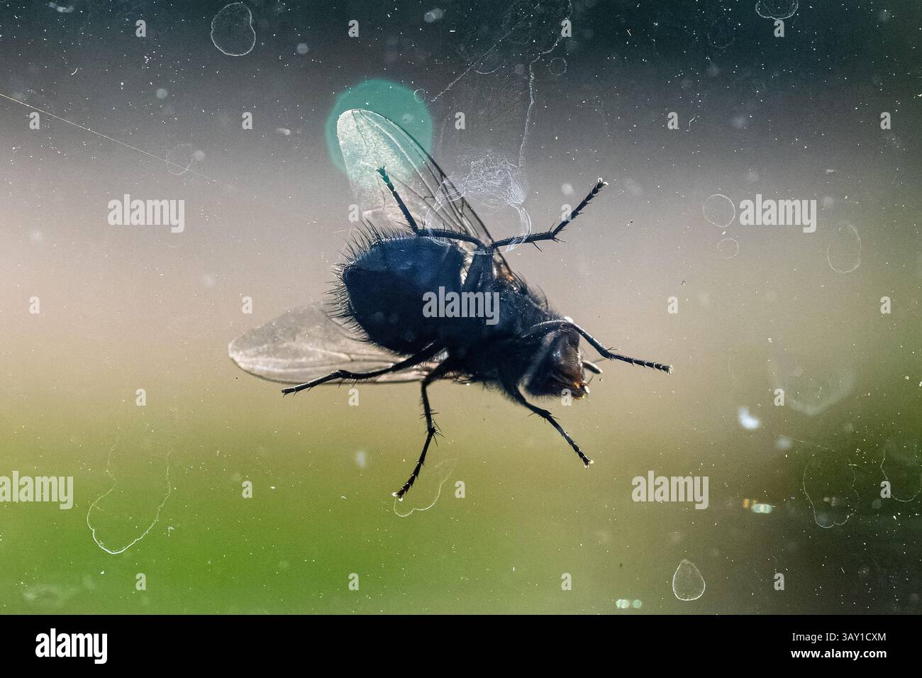 Calliphora vicina (bluebottle fly) seen from below while resting on a ...