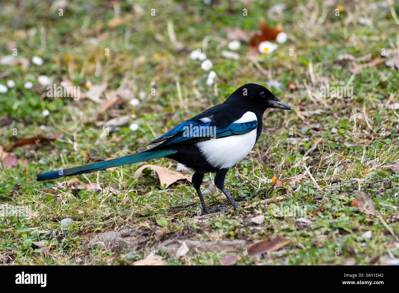 Eurasian magpie (Pica pica) foraging in green grass, showing ...