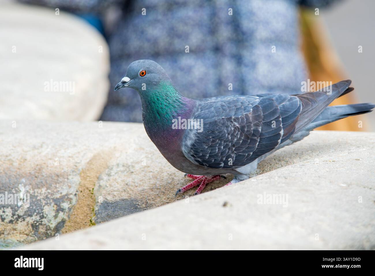 A rock pigeon (Columba livia) standing on the city square in Arles ...