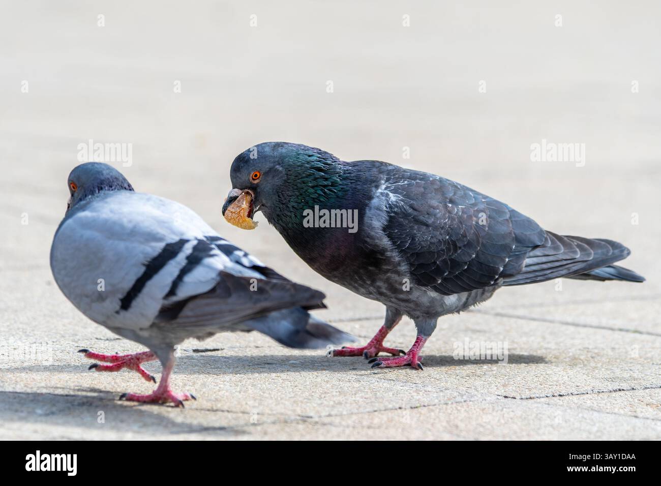 A rock pigeon (Columba livia) standing on the city square in Arles ...