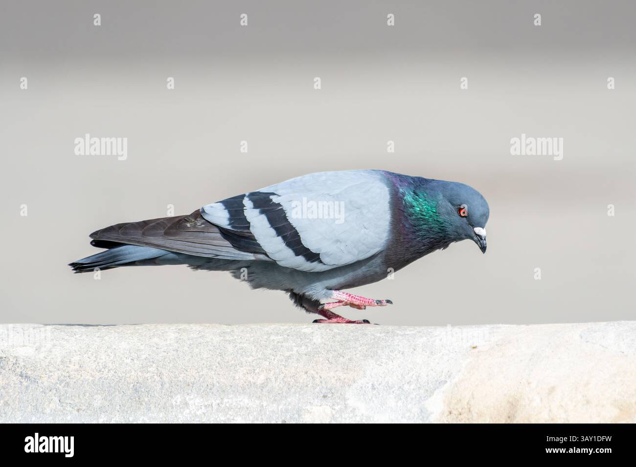 A rock pigeon (Columba livia) standing on the city square in Arles ...