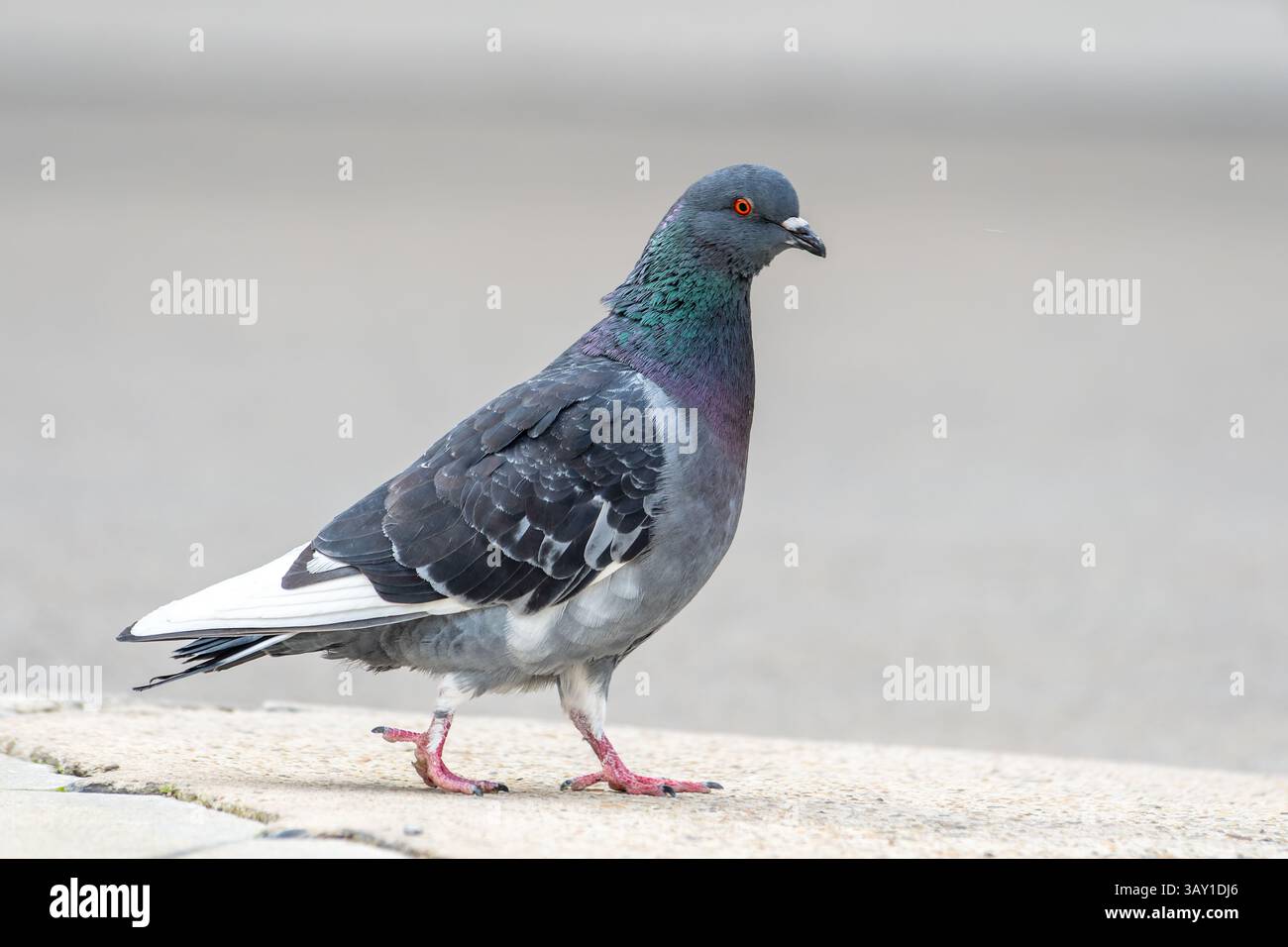 A rock pigeon (Columba livia) standing on the city square in Arles ...