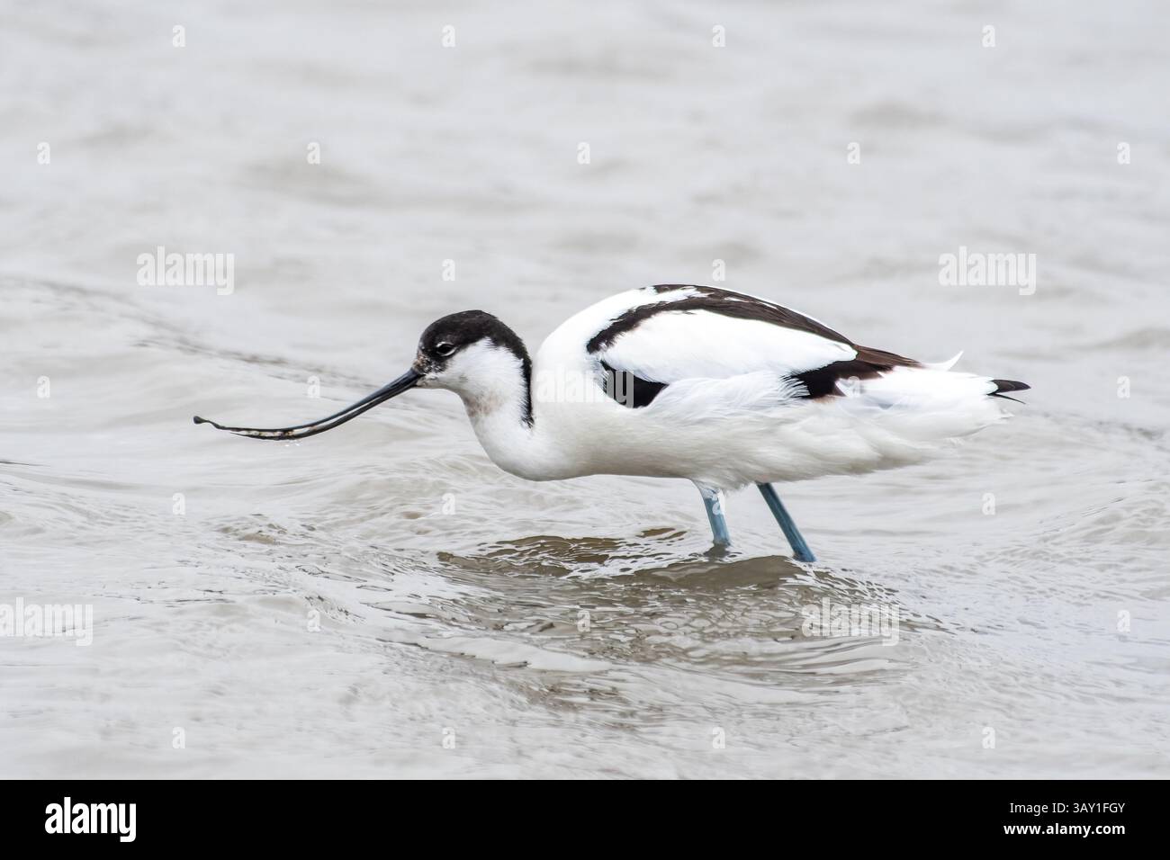 A pied avocet (Recurvirostra avosetta) foraging in shallow water ...