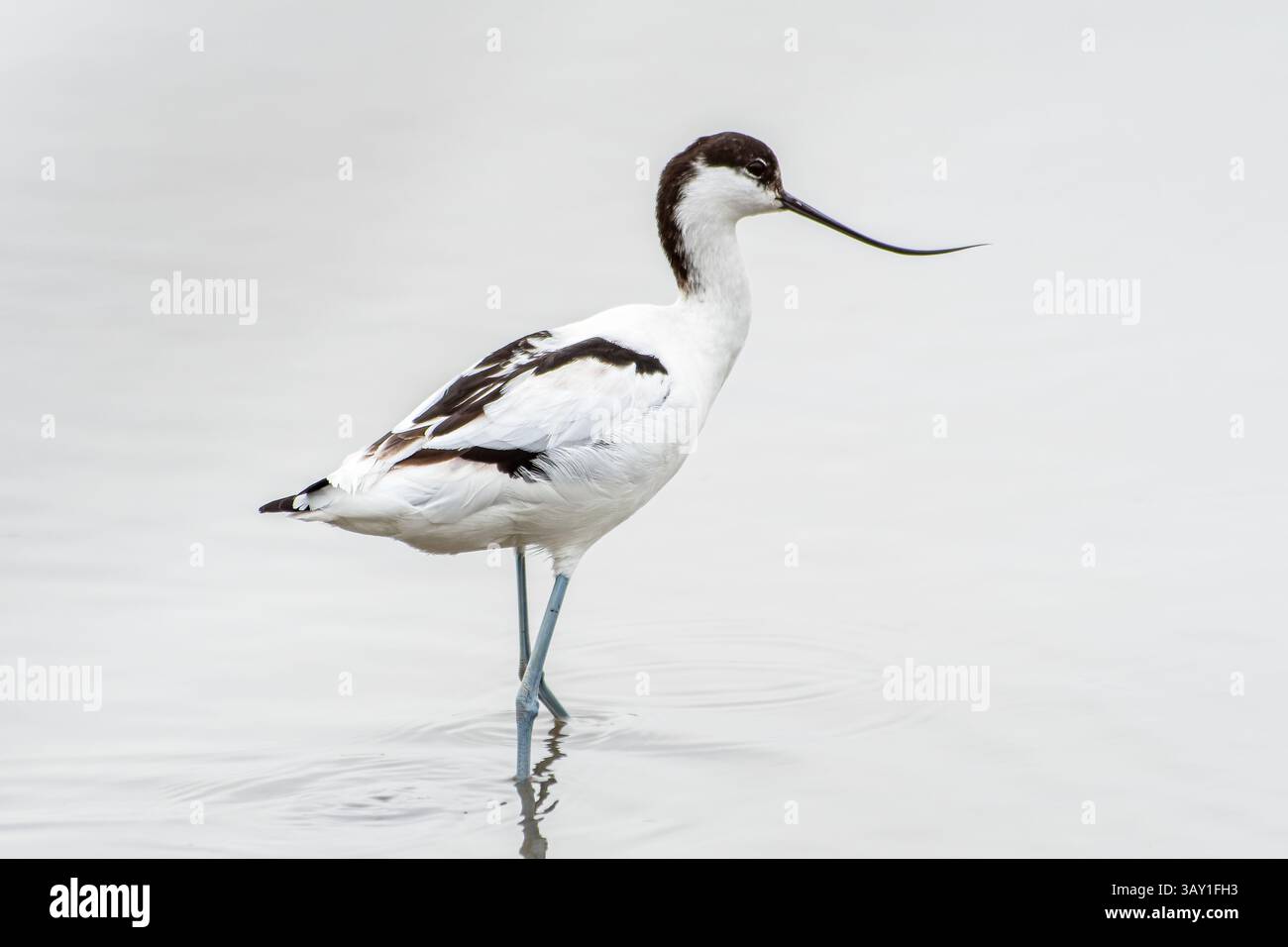 A pied avocet (Recurvirostra avosetta) foraging in shallow water ...