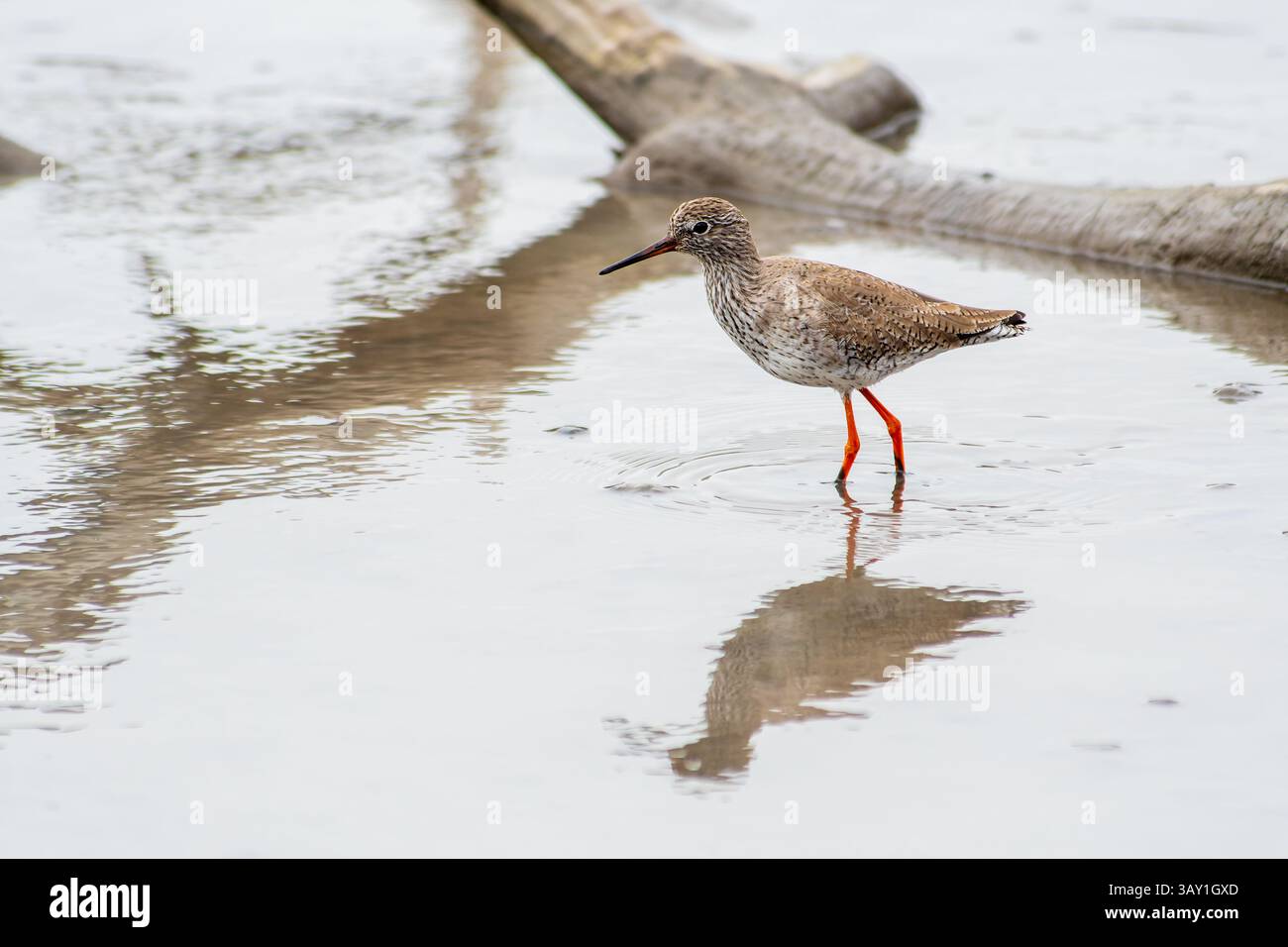 A common redshank (Tringa totanus) foraging in shallow water. This ...