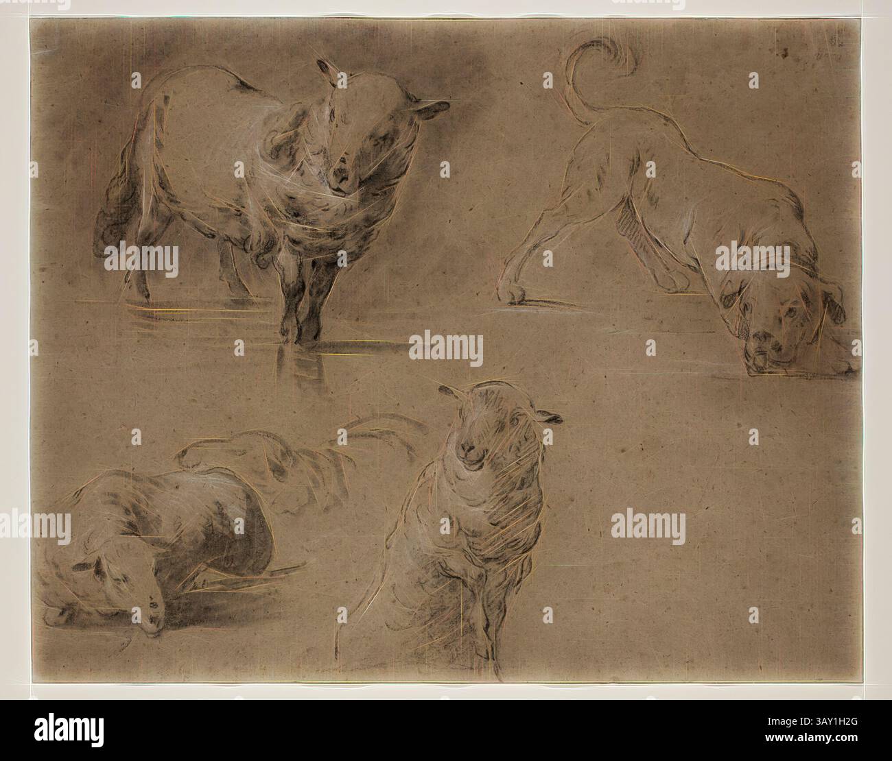 A series of detailed sketches depicting various poses of a cow and a ...